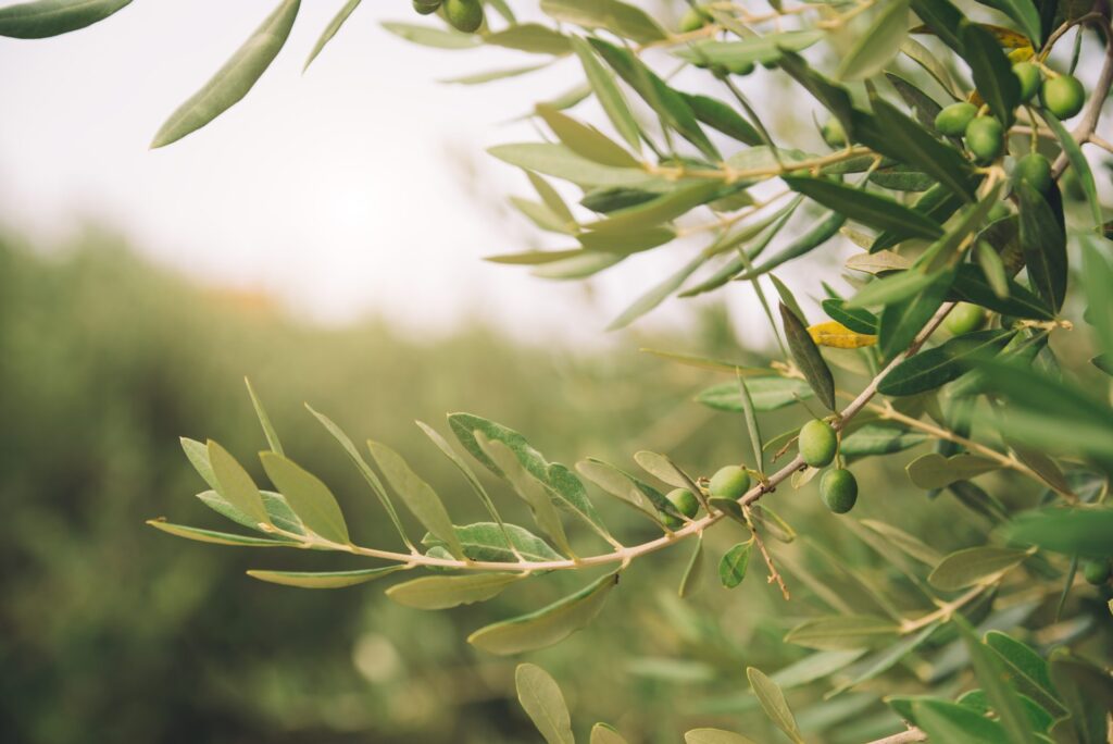 Olive Leaf Extract and Cancer: Exploring the Science Behind Nature’s ...